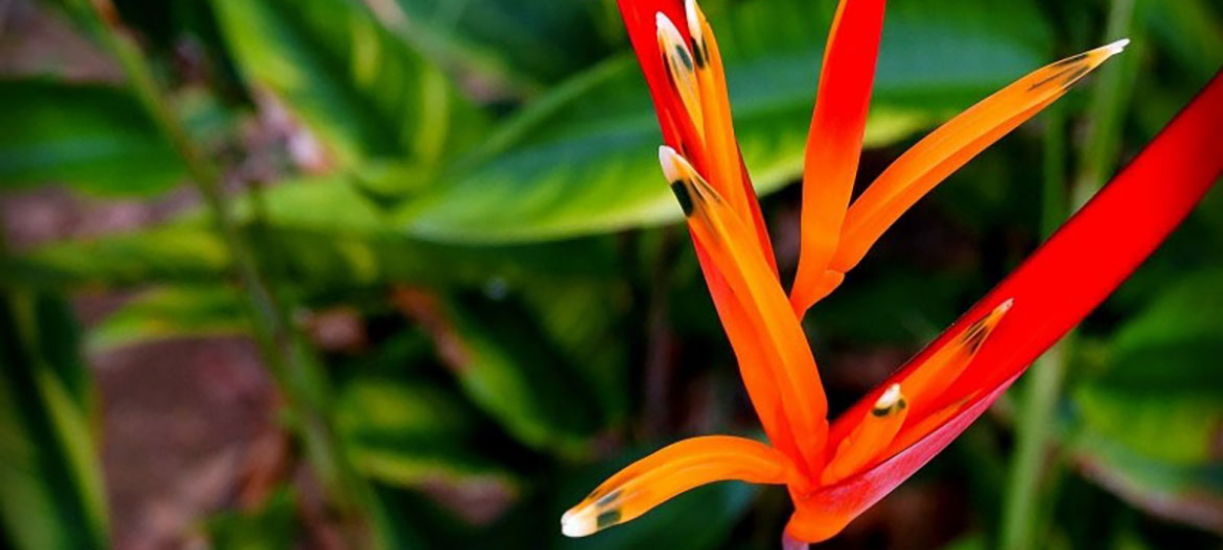 Quelles plantes exotiques appropriées au climat français